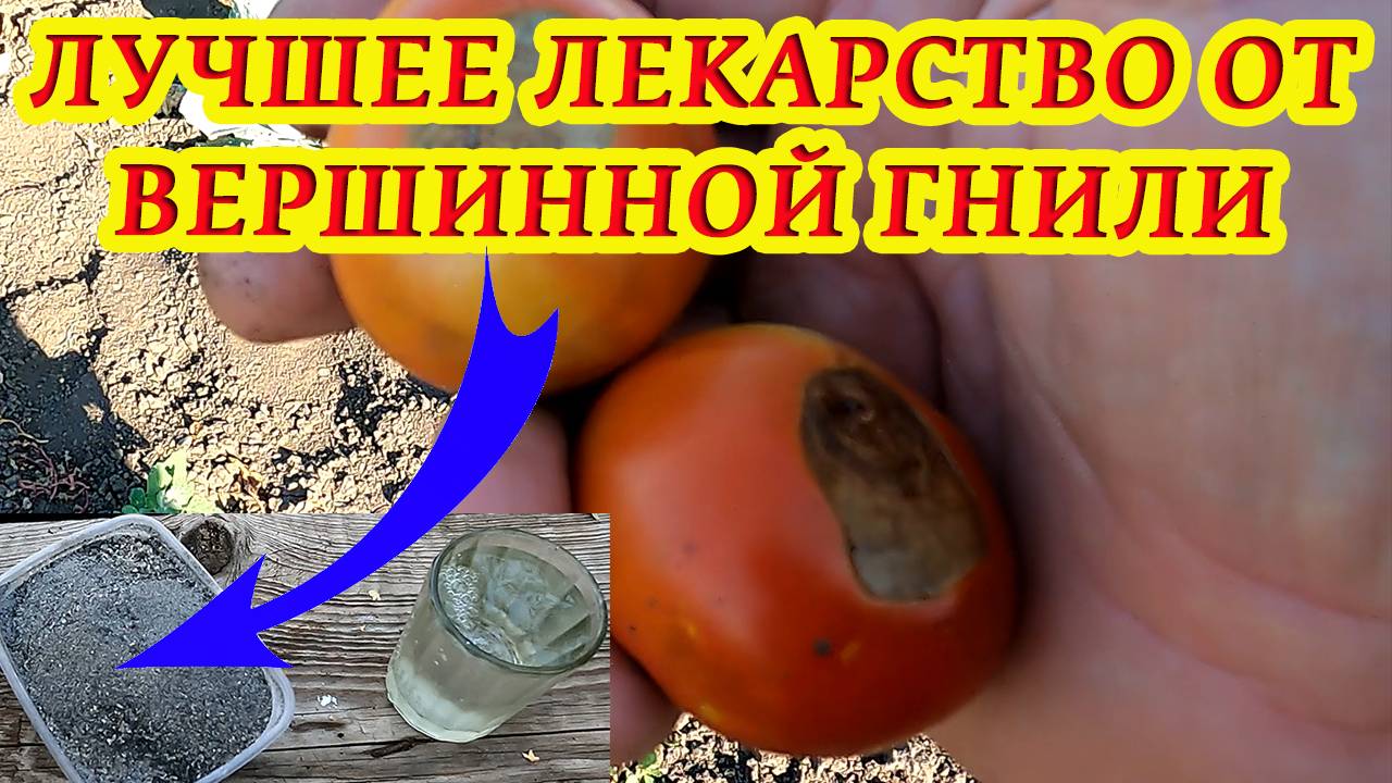 Вершинная гниль! Гниют помидоры (томаты)! Супербыстрое лечение!