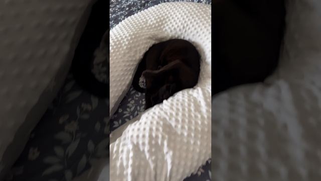 Бурманский кот.