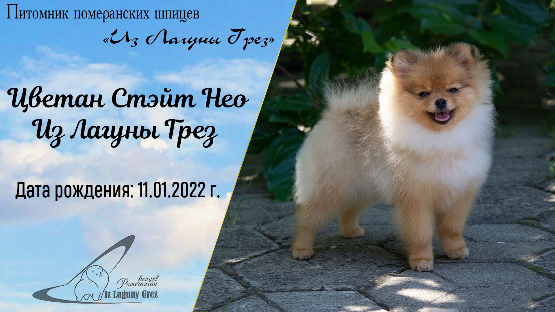 Цветан Стэйт Нео Из Лагуны Грез