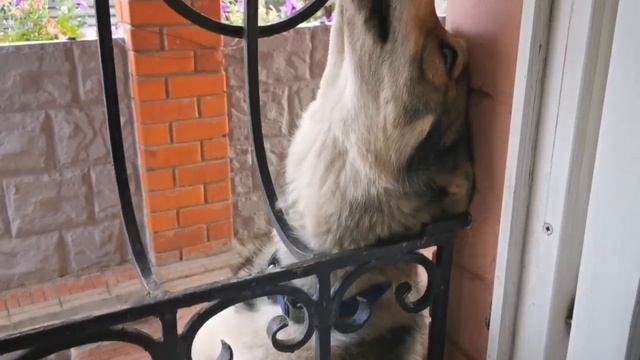 Презентация.mp4