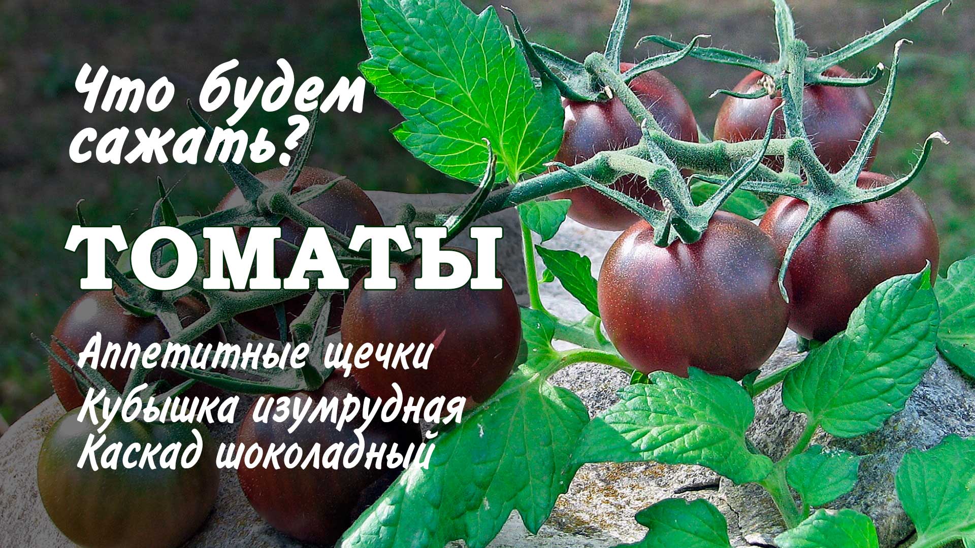 Томат Аппетитные щечки, Кубышка изумрудная, Каскад шоколадный