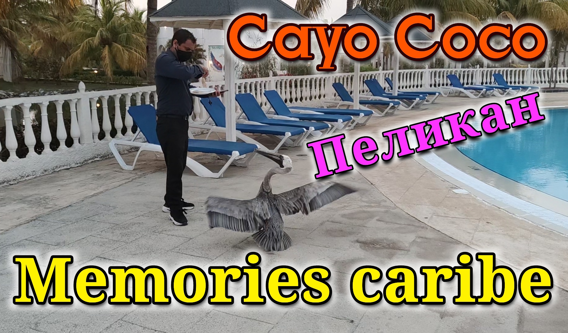 Cayo Coco. Memories caribe 4* кормление пеликана у бассейна.