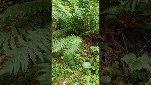 папоротник лесной