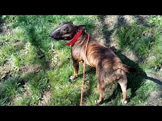 Юмми радуется хорошей погоде, весне и прогулке