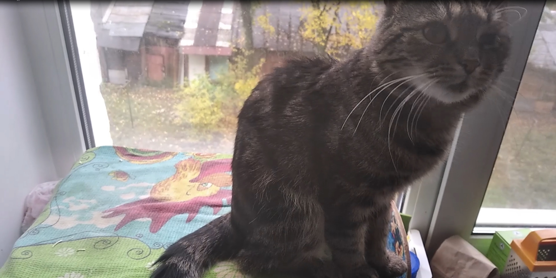 Лила. 3 урок! Команды: "сидеть" и "дай лапку".