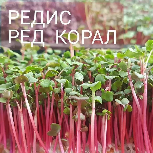 Как вырастить микрозелень редиса ред корал