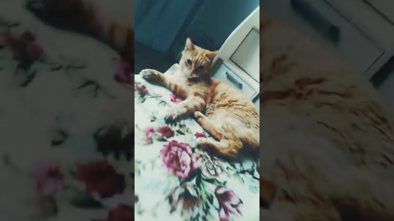 рыжик рассердился)