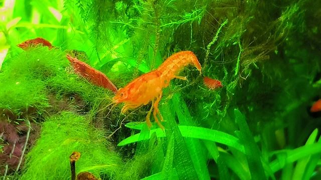 креветки атакуют Хуаниту желая сделать ей массаж.