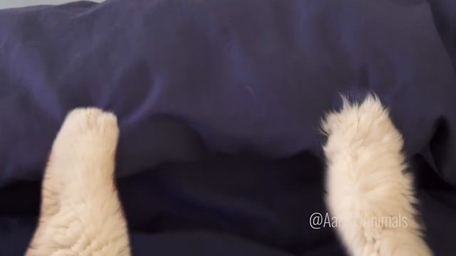 Waking up the Family on Christmas - Aaron's Animals