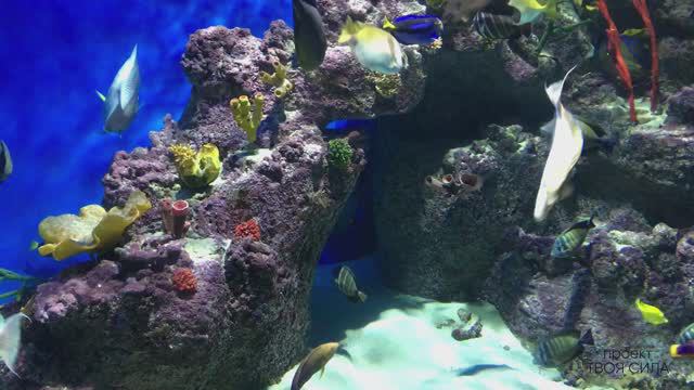 от СТРЕССА и ТРЕВОГИ ПОДВОДНЫЙ МИР: созерцание поможет как  восстанавливающая медитация релаксация