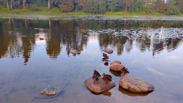УТКИ. Александра Миркушова