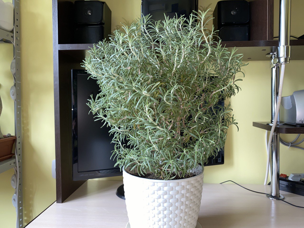 Розмарин дома. Как вырастить розмарин из черенка. Советы по выращиваю. 21 июня 2023 г.