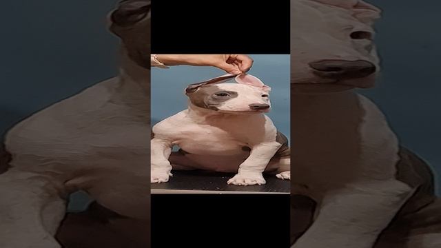 Мальчик стаффик 3мес