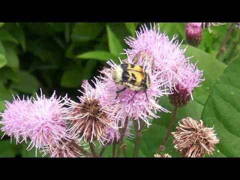 Травы подмосковья