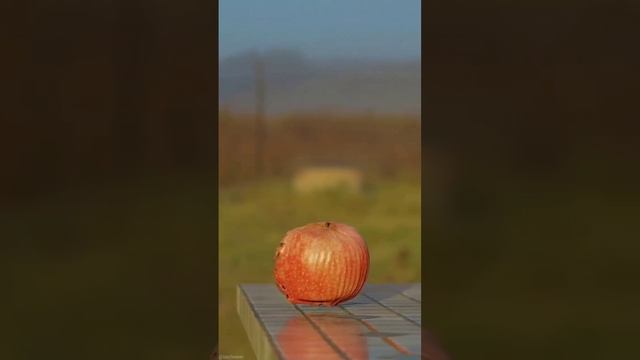 VID_20221217_191545_606.mp4