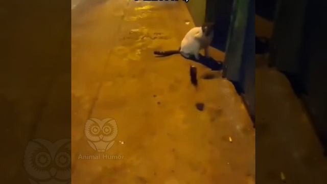 - Ребята, давайте жить дружно!