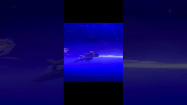 Полет в ночи…До мурашек как красиво!Шоу Гии Эрадзе в Саратове