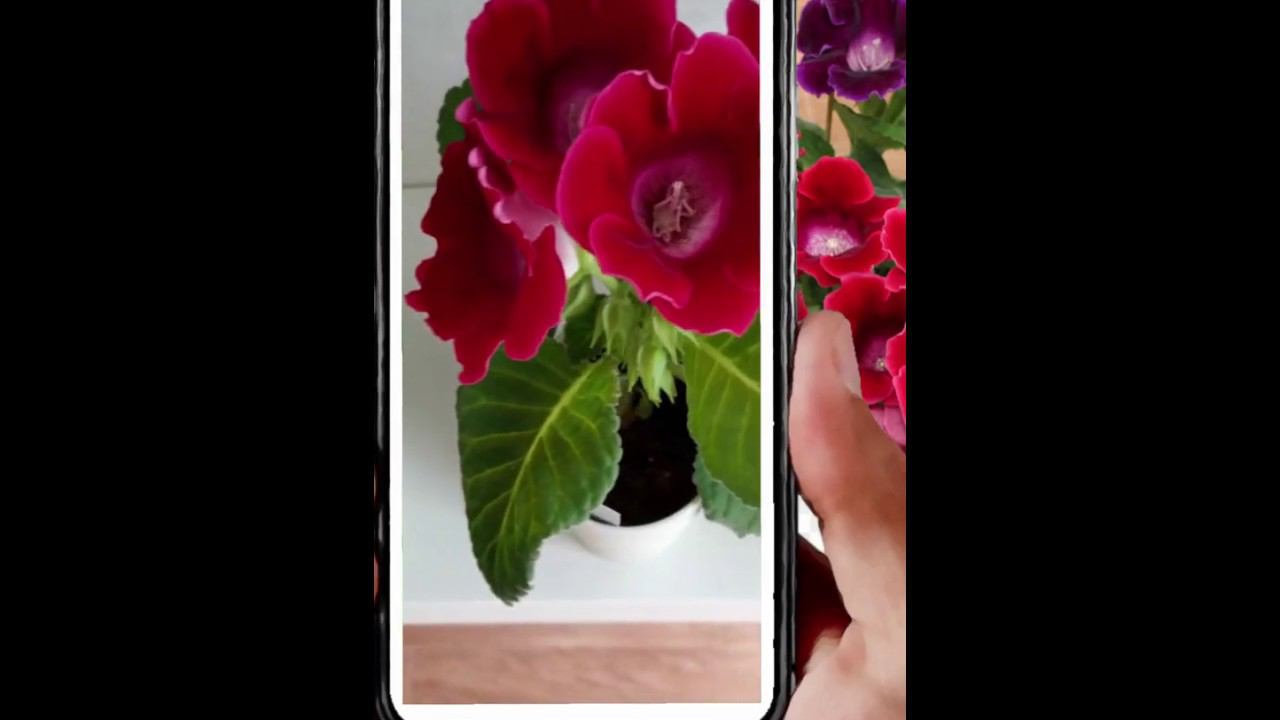 Мои глоксинии