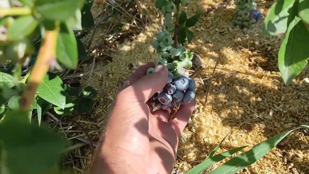 Голубика Элизабет - очень вкусный сорт