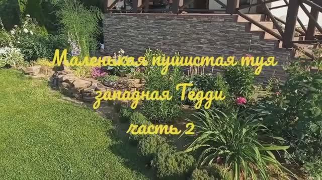 Маленькая, пушистая туя западная Тедди, часть 2