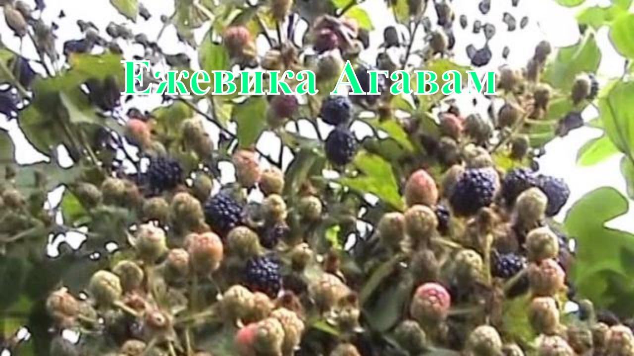 Ежевика Агавам