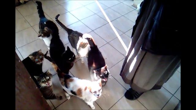 Изобильное 2018 котики собачки