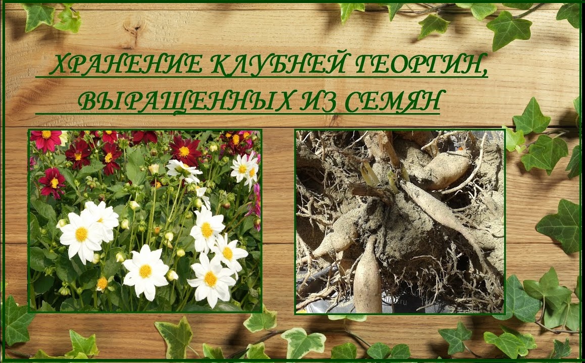 Хранение клубней георгин, выращенных из семян однолетних сортов