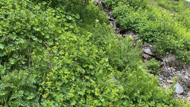 Манжетка обыкновенная