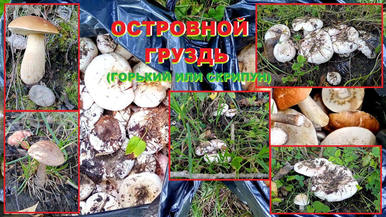 Грузди на речных островах.