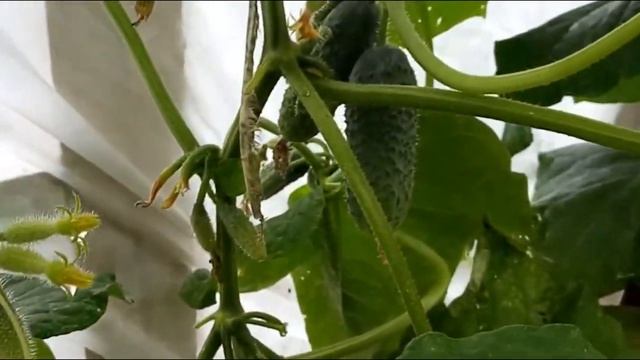 Огурцы партенокарпики - (редкая аномальная мутация). Начало..mp4