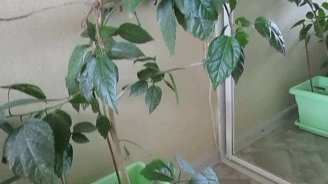 как можно размножить цветы, как я спас цветок