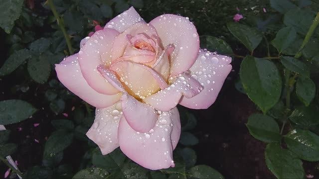 ВЕЛИКОЛЕПНАЯ ГЛОРИЯ ДЕЙ