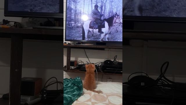 котенок смотрит телевизор #shorts