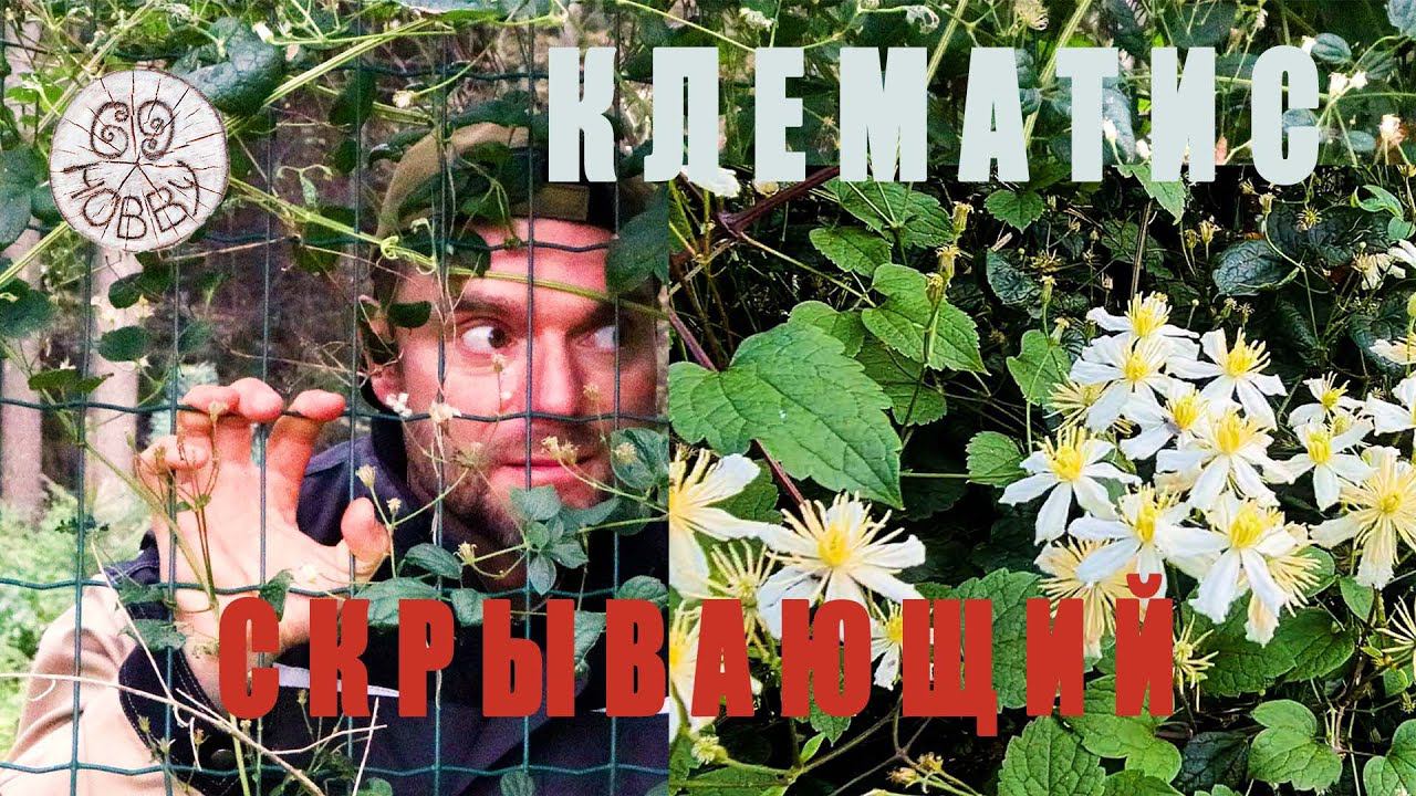 КАК быстро и КРАСИВО скрыть участок от соседских глаз! КЛЕМАТИС  Пол Фаргез! PAUL FARGES Личный опыт