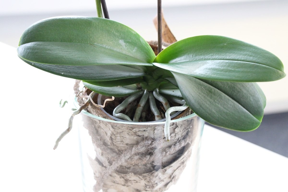 В чем разница орхидеи и фаленопсиса, и чем последний отличается от других представителей семейства?