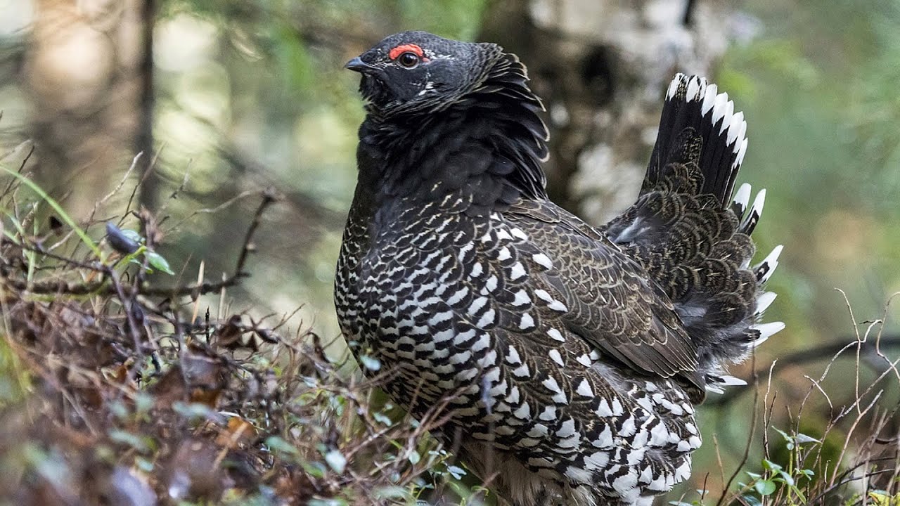 ДИКУША или каменный рябчик - краснокнижная и редкая птица отшельник!