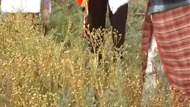 Процесс посадки и обработки льна - Первый зажиночный сноп (16)