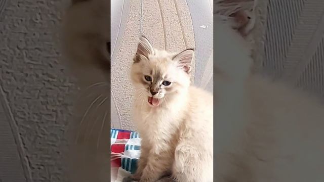 Мяу! Вот это зевок! ?
#shorts #кокос #котики