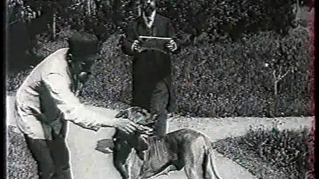 Дрессировка собак. Дореволюционная хроника