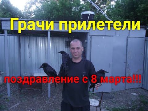 Поздравление с 8 марта! История о грачах.