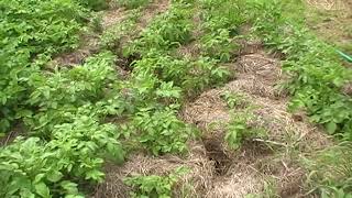 Картофель под сеном 5 июля. Показываю как растет
