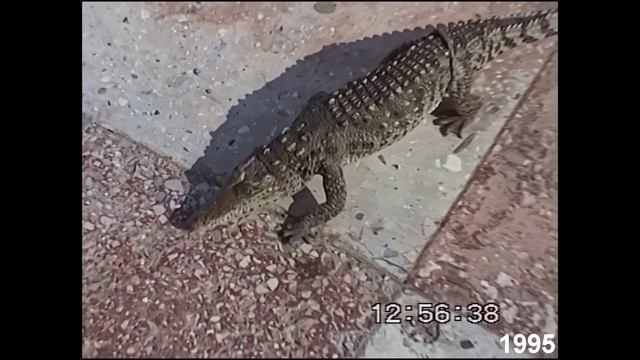 ВЫВЕЛ НА ПРОГУЛКУ СВОЕГО ПИТОМЦА