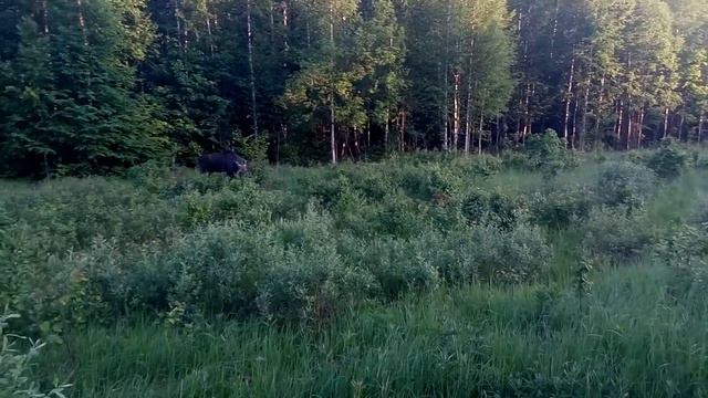 Лосиха с лосенком   _ЛОСИНЫЙ ОСТРОВ_ 31.05.2016