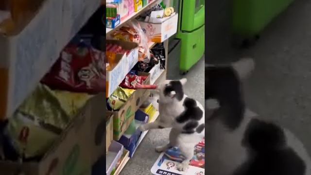 Ограбление века попало на камеру