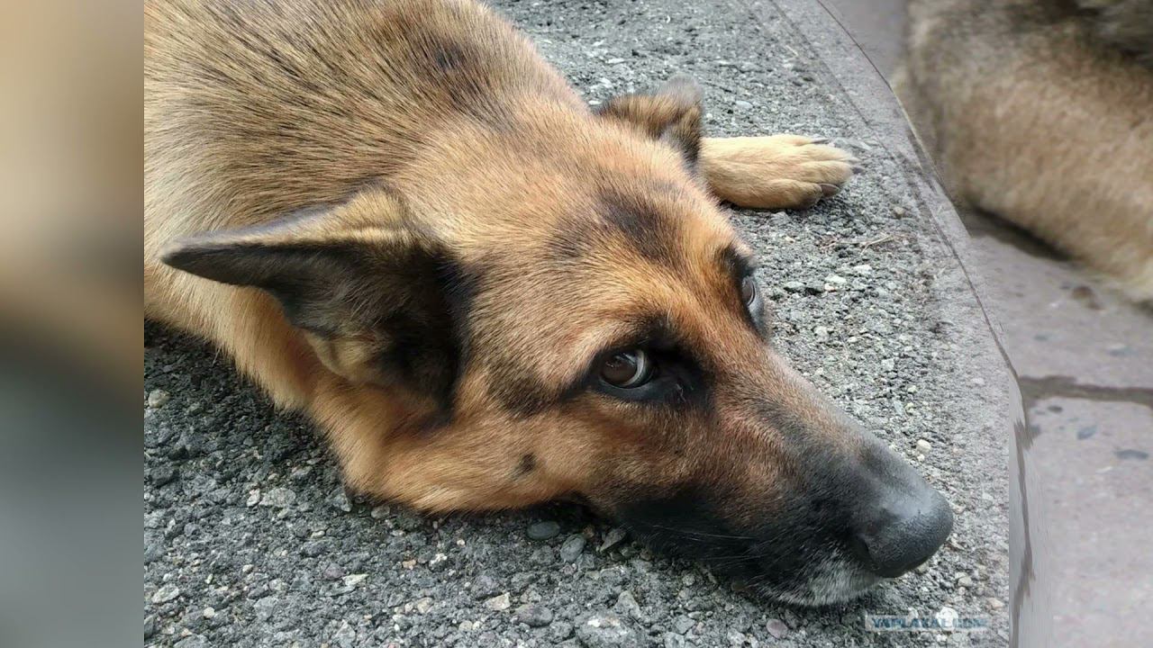 Каранюк Виталий "Жила была одна собака"