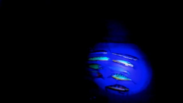 ВОБЛЕРА, секреты.