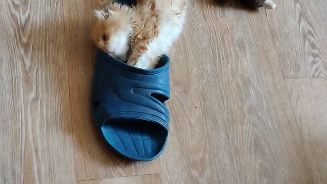 моя любимая тапка