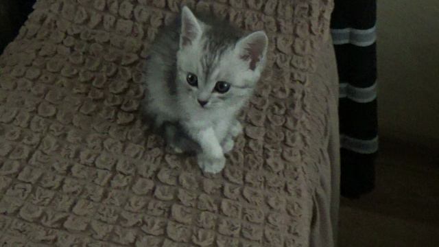 Мелкий котик