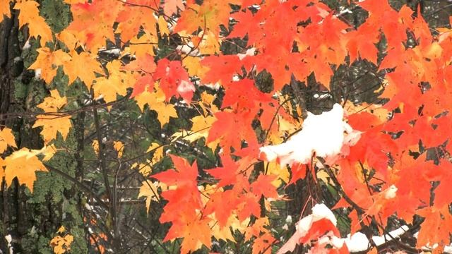 Н. Некрасов. "СЛАВНАЯ ОСЕНЬ"