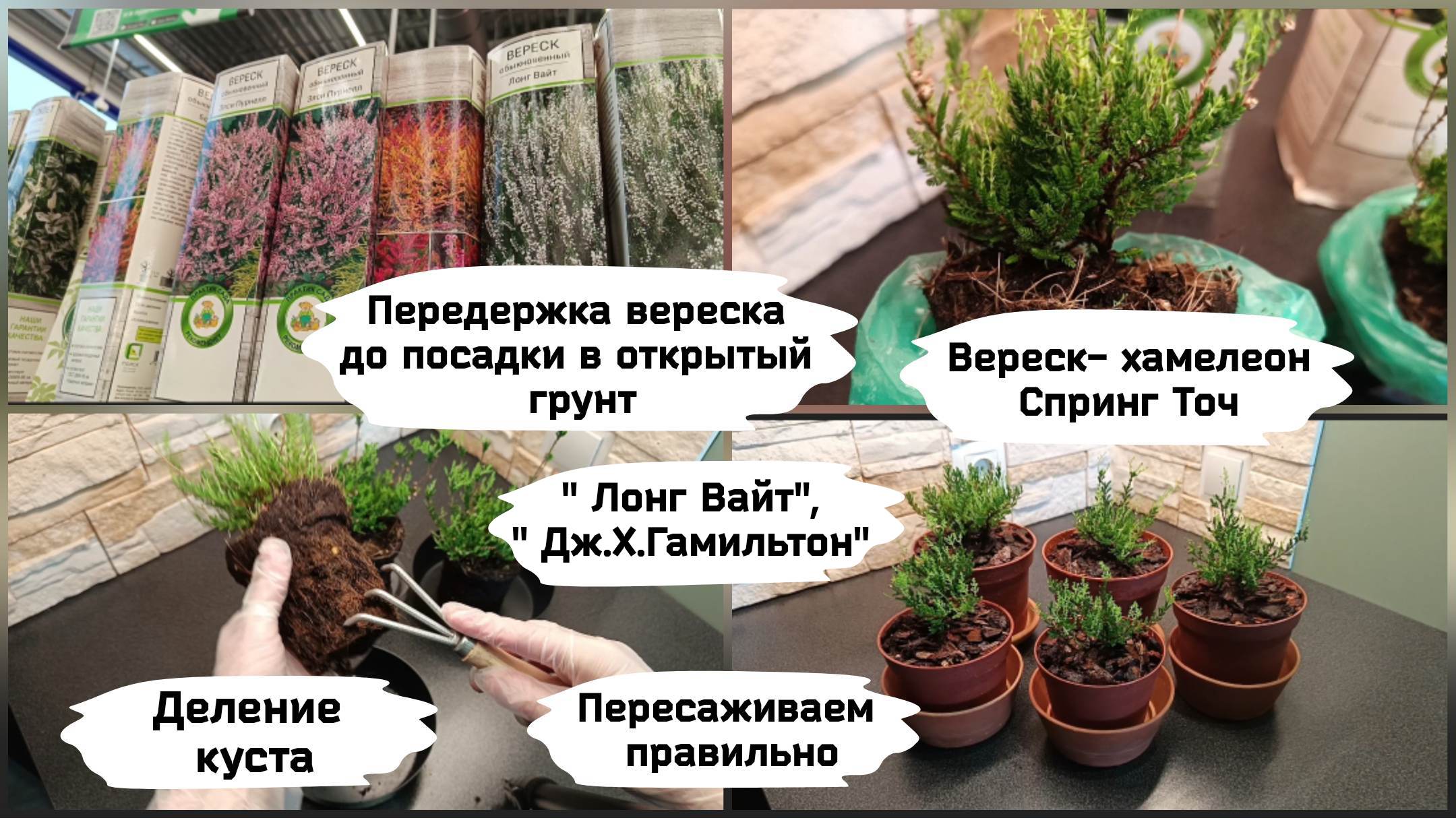 Передержка вереска до посадки в открытый грунт. Деление куста.